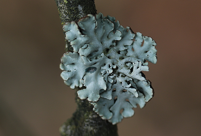Panoptikum interessanter Dinge und Begebenheiten: Flechten ...