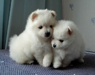 ANIMALE DE COMPANIE: CAINE SPITZ JAPONEZ