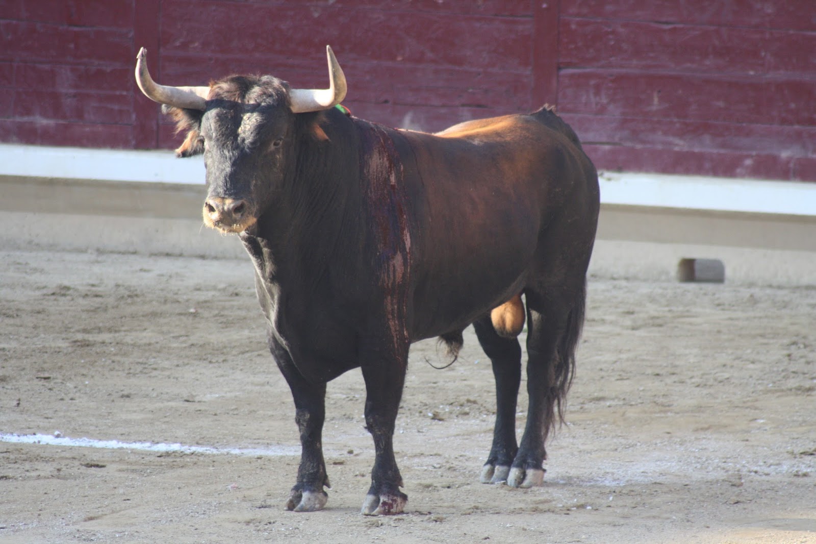 Toreo en Red Hondo