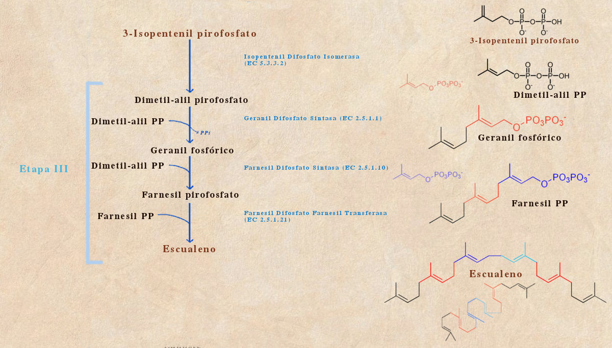 La Biosíntesis de Colesterol