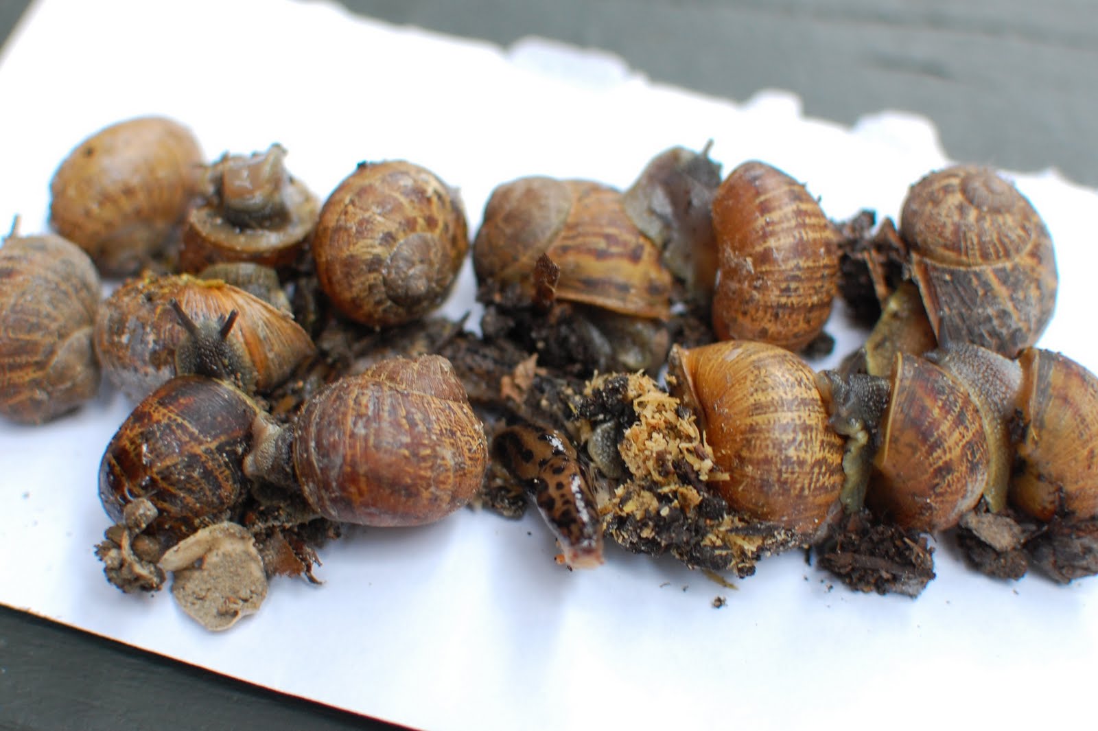 Monkey Puzzle Blog: Corry's Slug and Snail Death