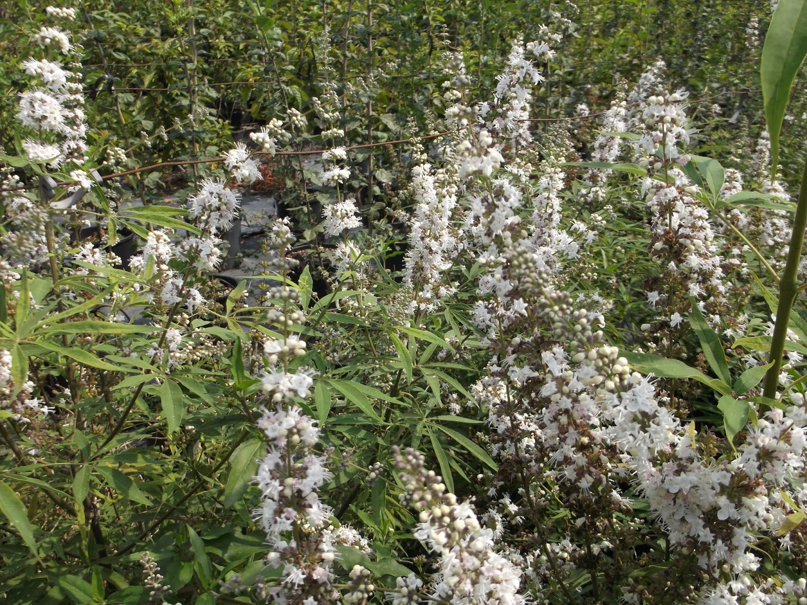 Donna di Piante: Il Pepe dei Monaci (Vitex agnus-castus)