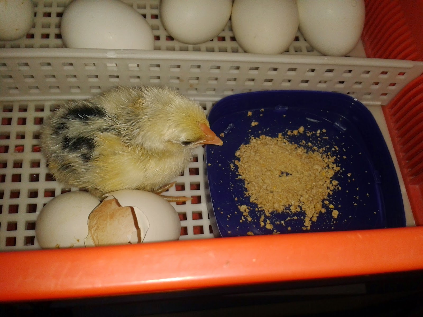 EN UN PAÍS MULTICOLOR: POR FIN HA NACIDO UN POLLITO!!