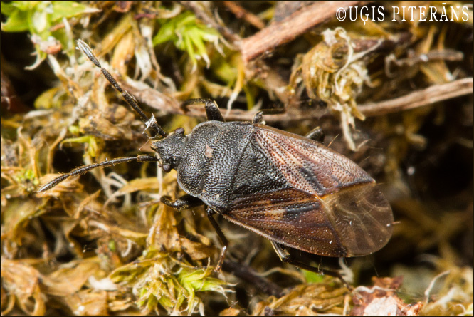 Uģa Piterāna dabas foto blogs: marts 2017