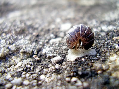 Rosa e outras cores ~*: Tatu-Bolinha