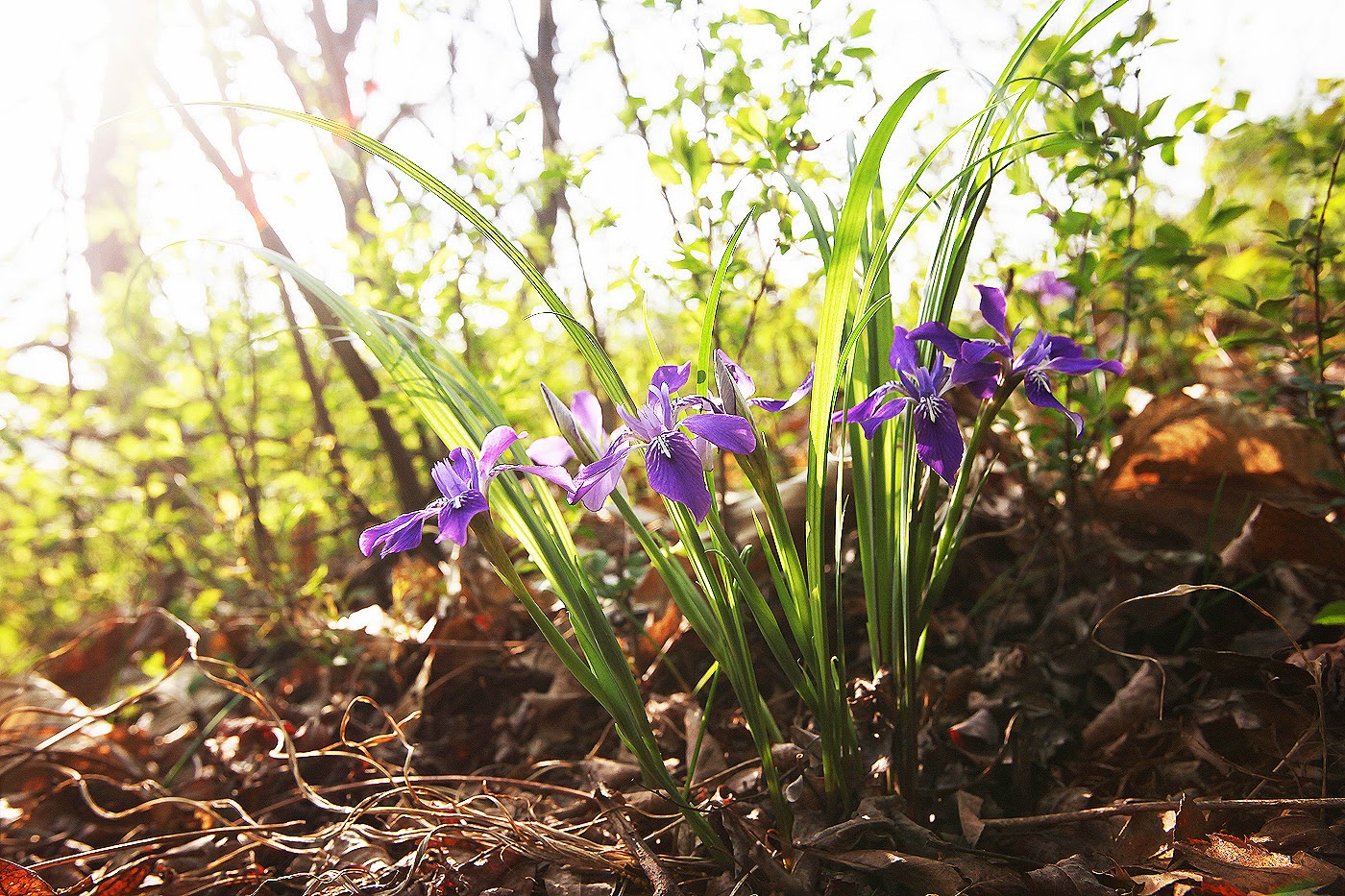 꽃피던 날의 연서: 각시붓꽃(Iris rossii Baker)