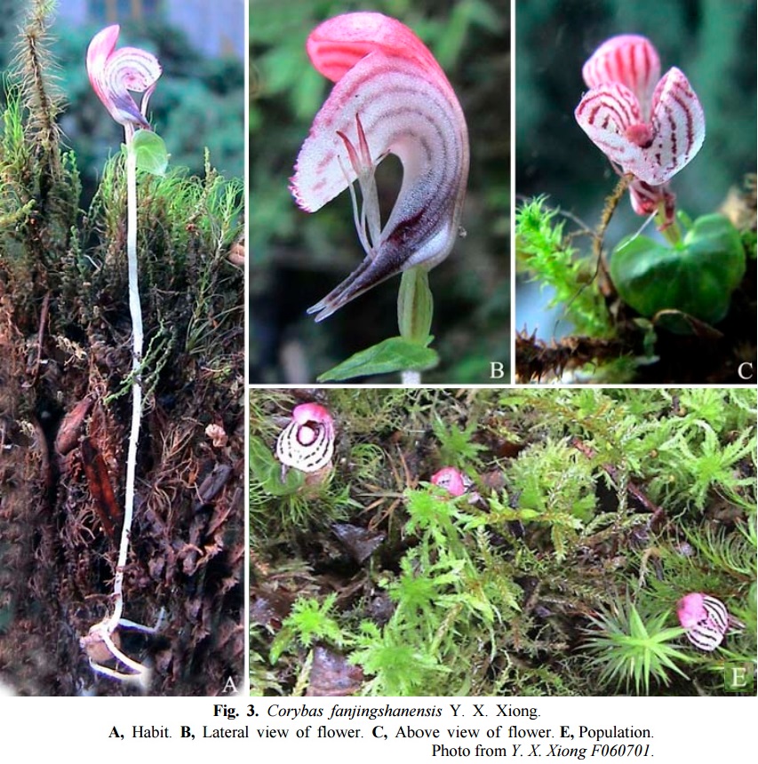 Species New to Science: [Botany • 2007] Corybas fanjingshanensis • A ...