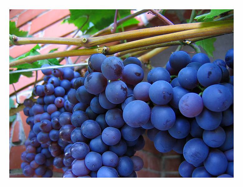 Grape Photos