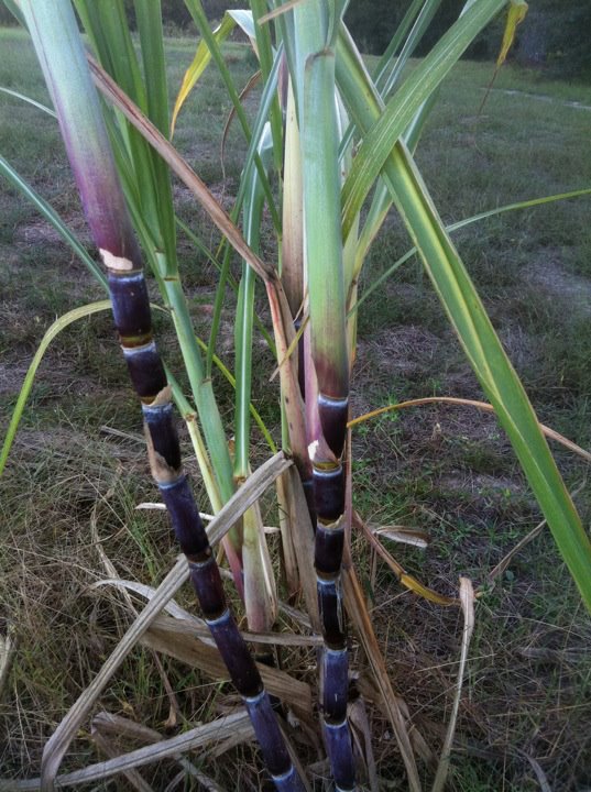 Sugar Cane on The Farm: Varieties of Cane We Grow