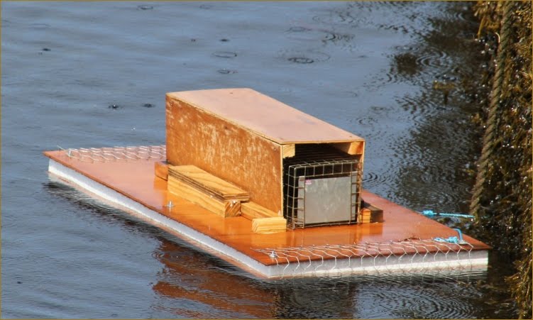 A Gurn from Nurn: Floating mink trap in the harbour