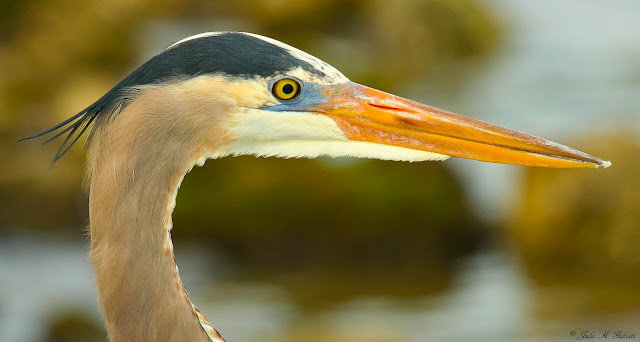Birding Is Fun!: A Peek at Beaks