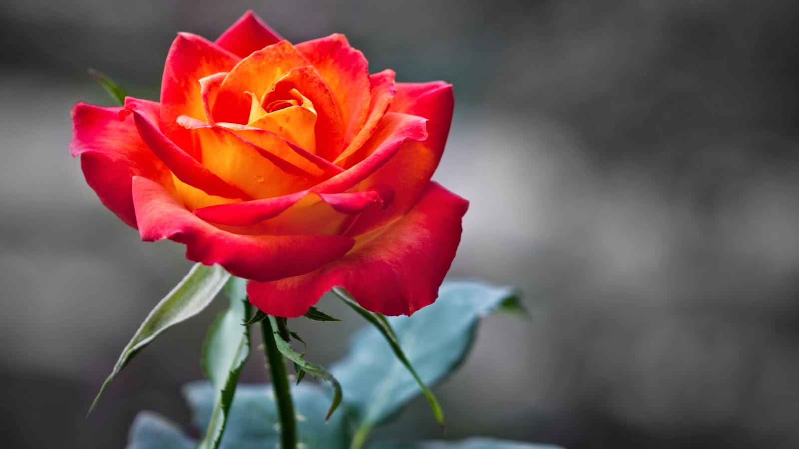 Latest Flowers Pics HD Collection 2015 ~ Fashionip