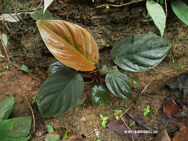 The rainforests of Borneo & Southeast Asia: Homalomena cf humilis from ...