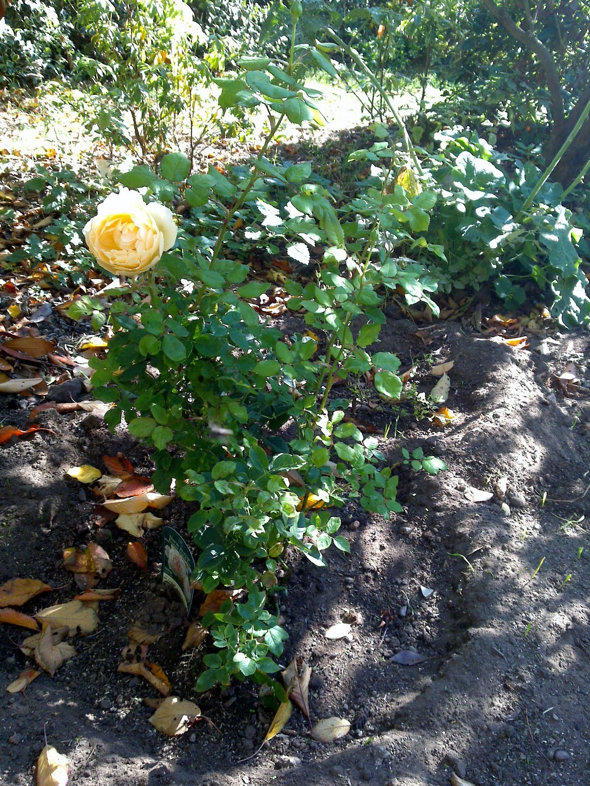Best Climbing Wollerton Old Hall Rose now - flower Gardens 3