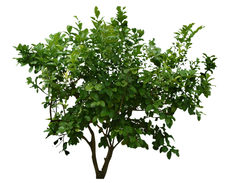 ® Imágenes y Gifs Animados ®: IMÁGENES DE ARBUSTOS