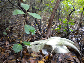 Bosc Viu: GALERIA FOTOGRÀFICA