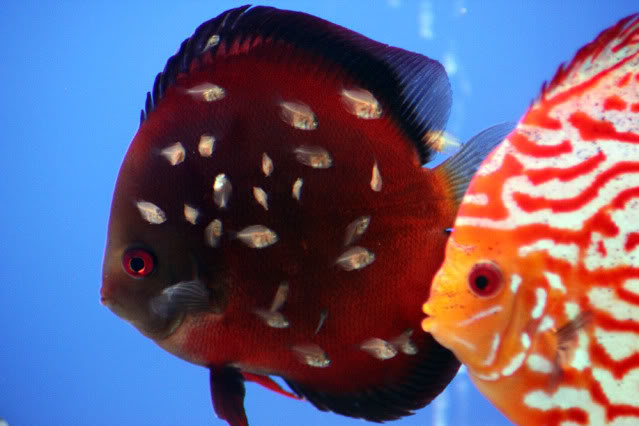 How To Breed Discus Fish - Discus Fish Types