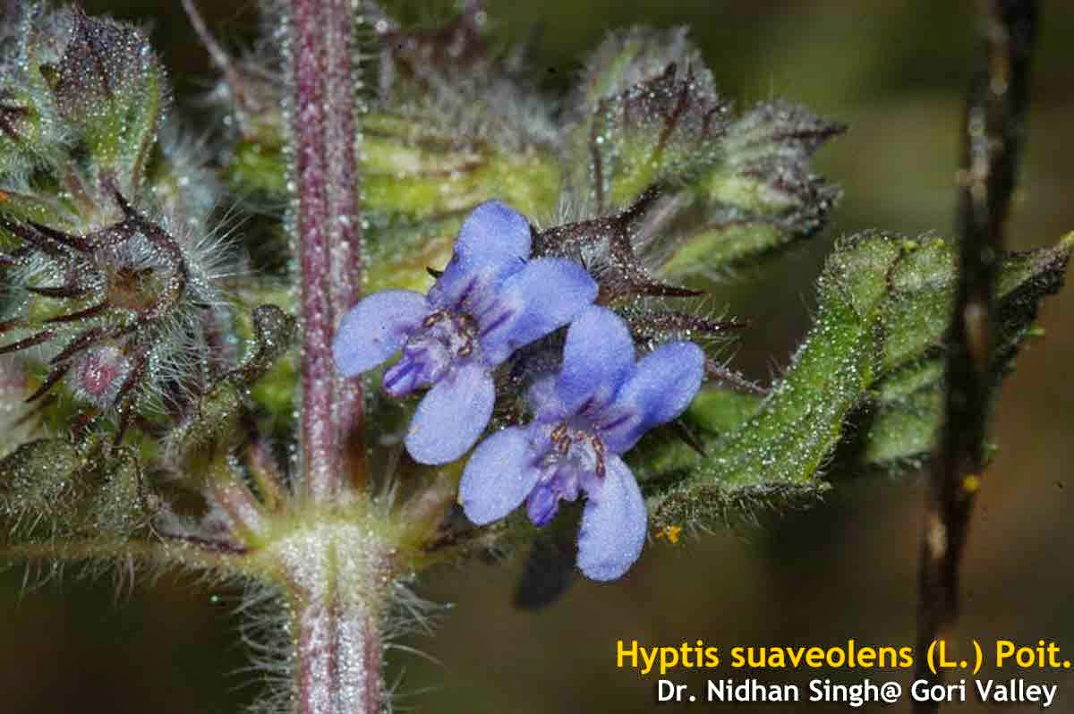 Medicinal Plants: Hyptis suaveolens, Vilaiti Tulsi, Pignut, Bhustrna ...