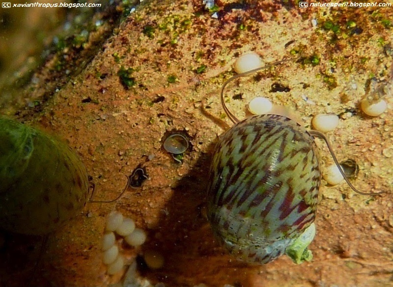 NATURESPERIT.2: CARACOLES/MOLUSCOS