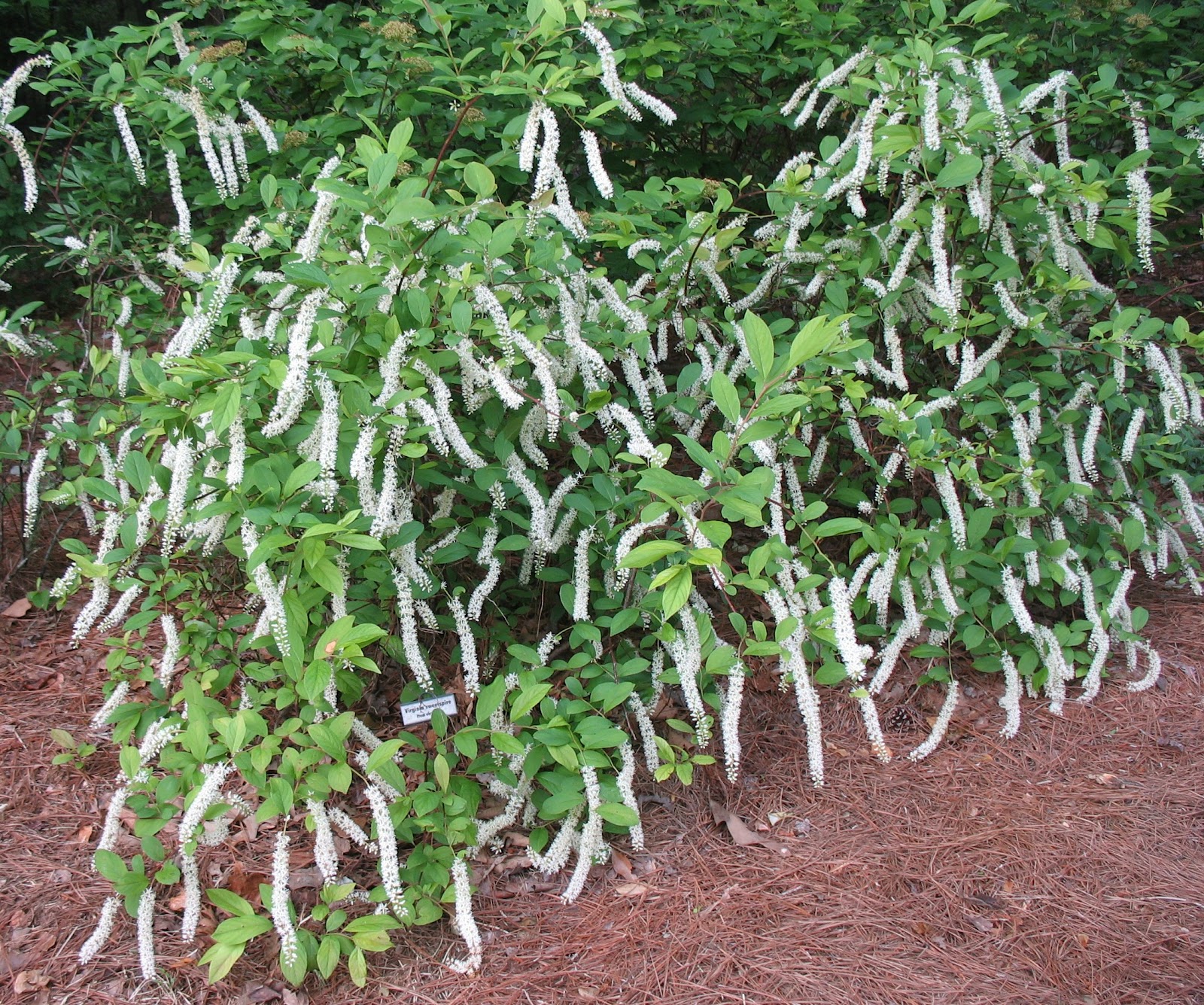 Using Georgia Native Plants: Late Spring Shrubs