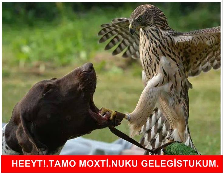 ARHAVİ ARKABİ HACİŞİ: Lazca