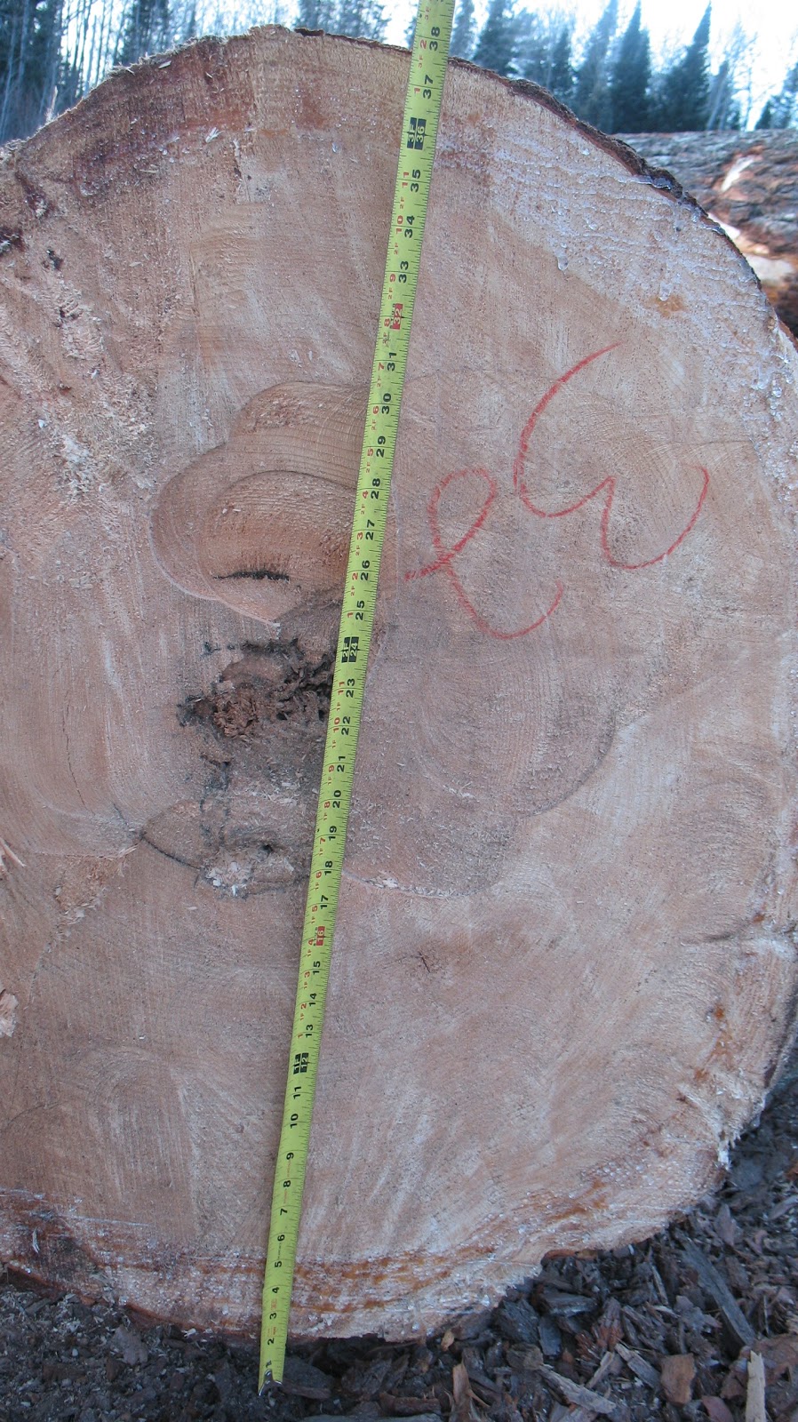 Wille Logging Lumber & Timber: Enormous White Pine Logs