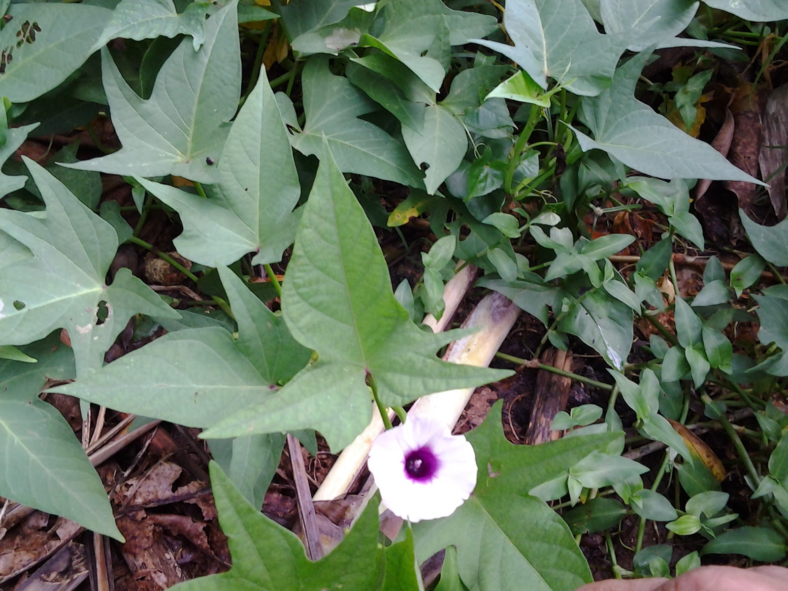 Flora de Puerto Rico Ilustrada Papo Vives: CONVOLVULACEAE-IPOMOEA ...