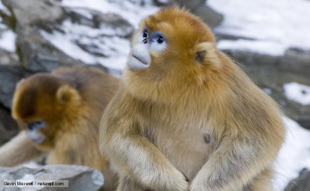 Punny Picture Collection: Fat Funny Monkeys Dancing Photo And Video!