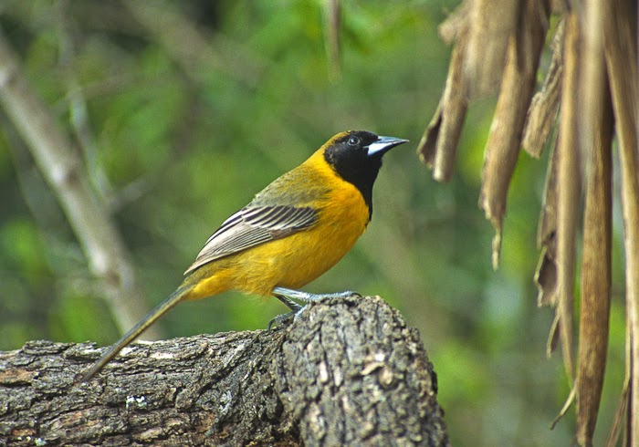 Audubon's Oriole