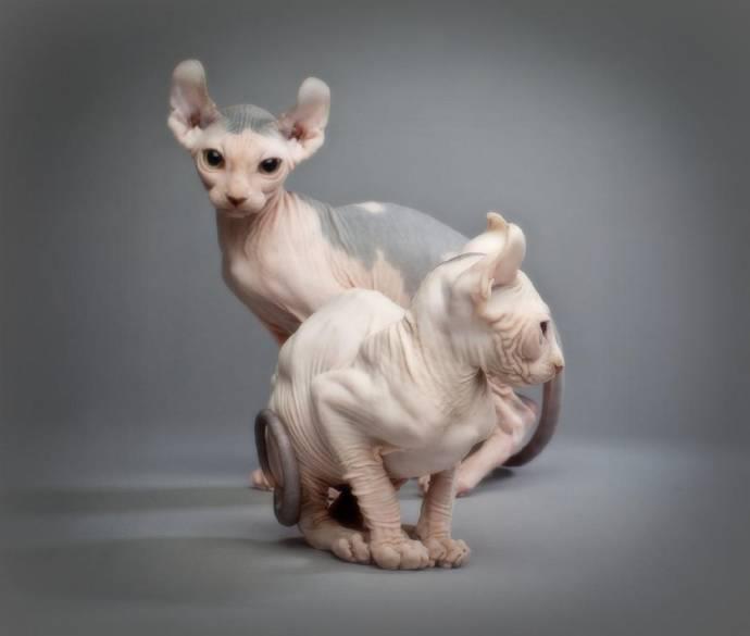 ANIMATRIX : GATO ELFO