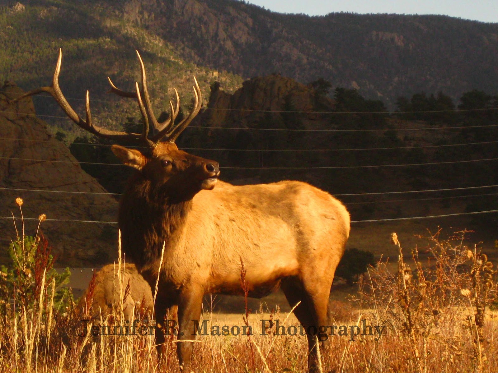 Hip-Threads.com: Beauty in Nature and Animals