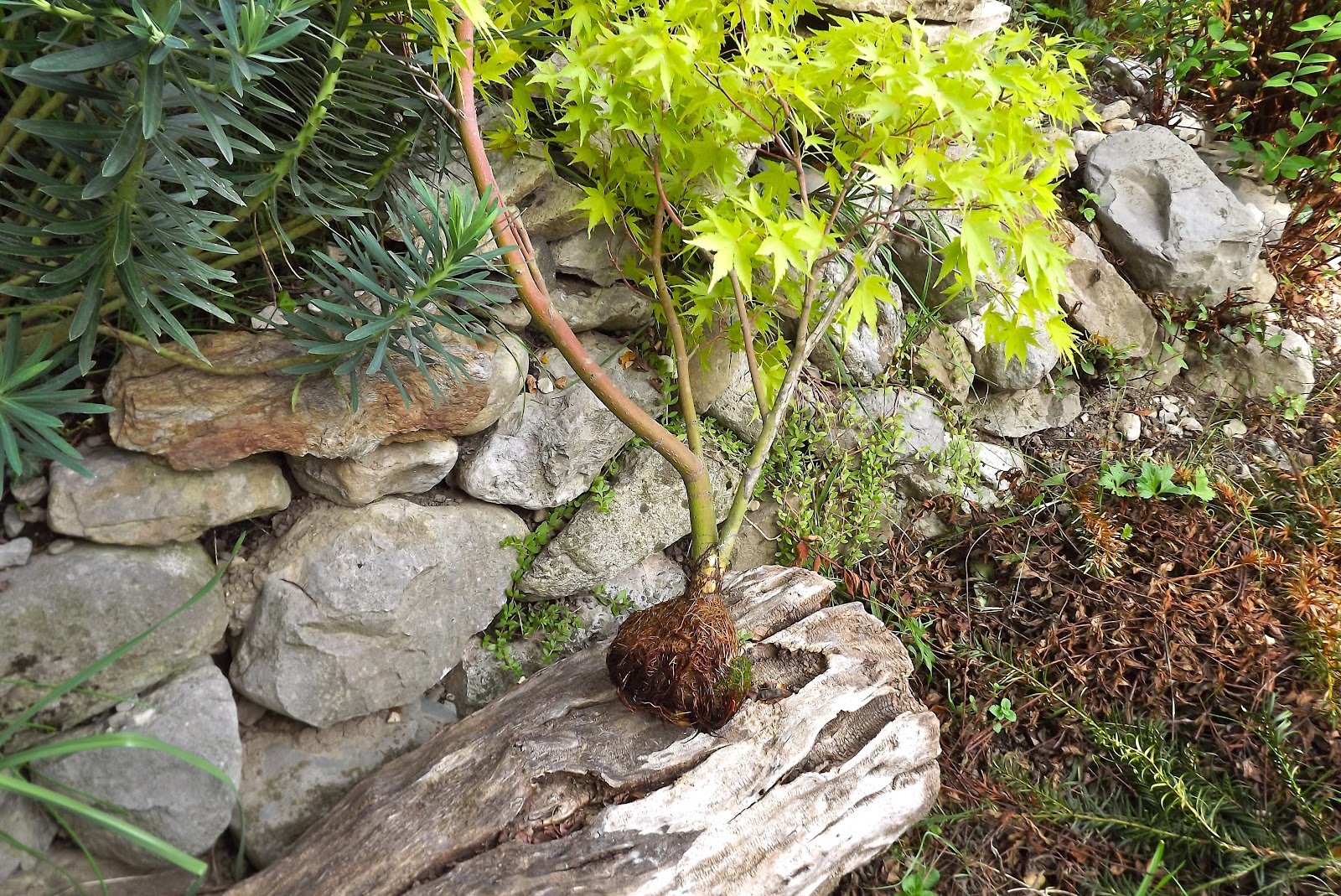 3Dvert: Le marcottage aérien : Une méthode géniale pour cloner un arbre 3Dvert: Le marcottage aérien : Une méthode géniale pour cloner un arbre