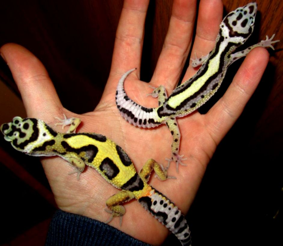 Blue Leopard Gecko | Wallpapers Gallery