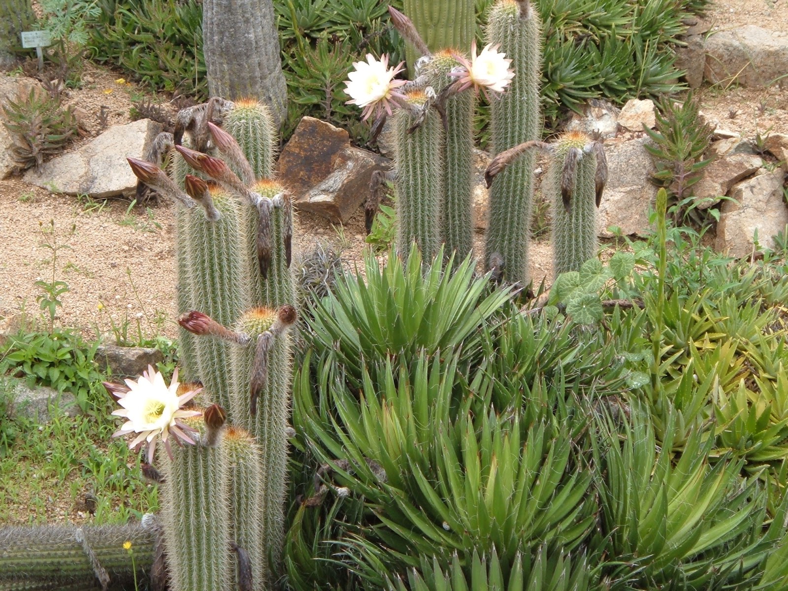 Fotos de flores: CACTUS CON FLORES