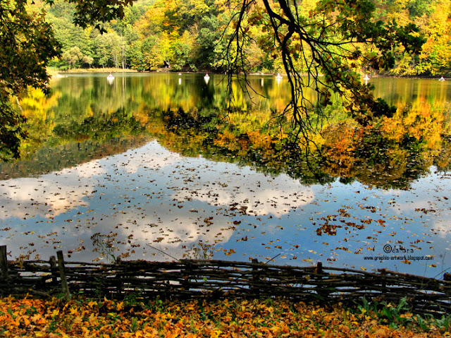 Photographis: Autumn Artwork