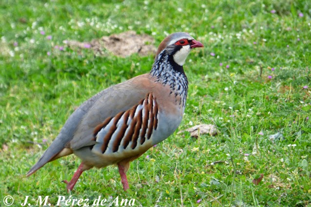 Macizo de Gorbeia: Perdiz roja