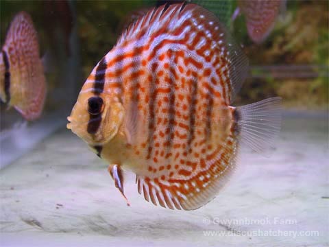 Discus: Gwynnbrook Farm Discus Fish Photo Gallery
