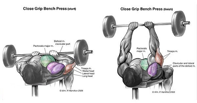 7 Triceps Training Tips & Strategies for Building Bigger Triceps ...