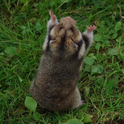Hamstercitos :3: Hamster Dorado del Cáucaso (Mesocricetus raddei)