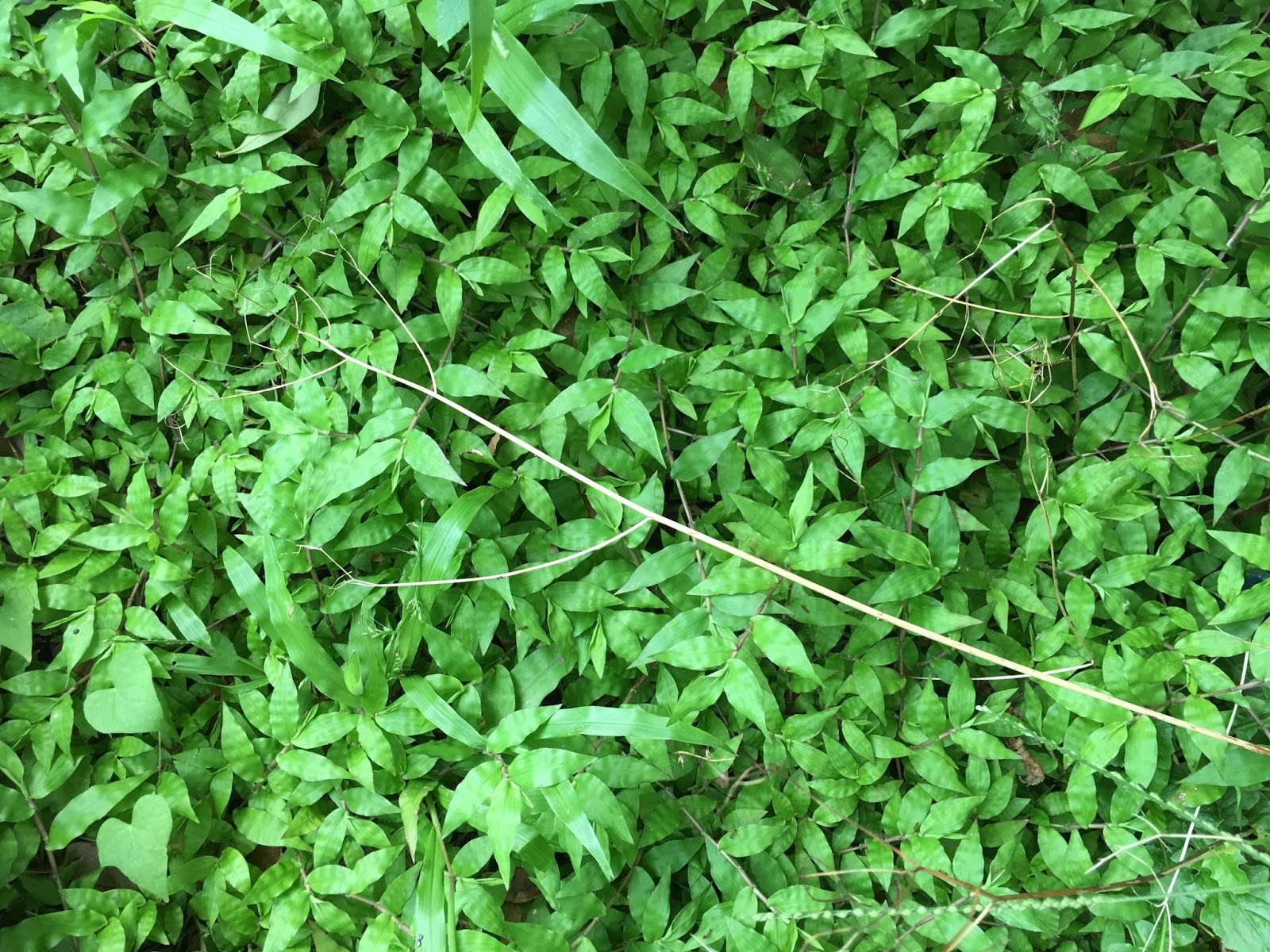 One Lot in Houston: Basket Grass (Oplismenus hirtellus)