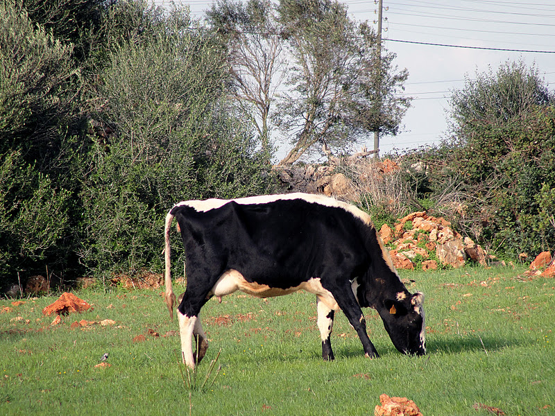 imatges de menorca: VAQUES DEL CAMP DE MENORCA