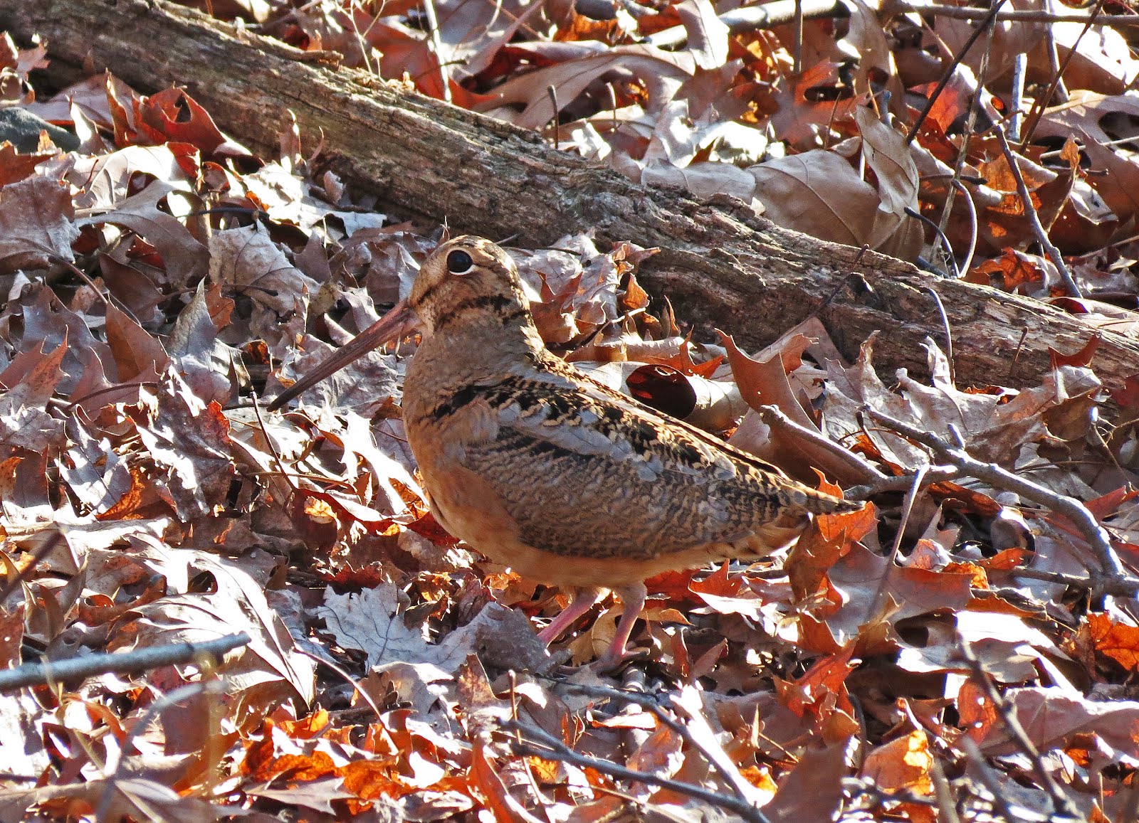 Friends of Garret Mountain Reservation: Some migration begins