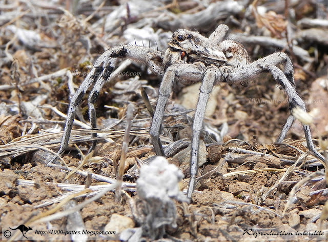 WILDLIFE GATEWAY: Jeune Lycose de Narbonne femelle