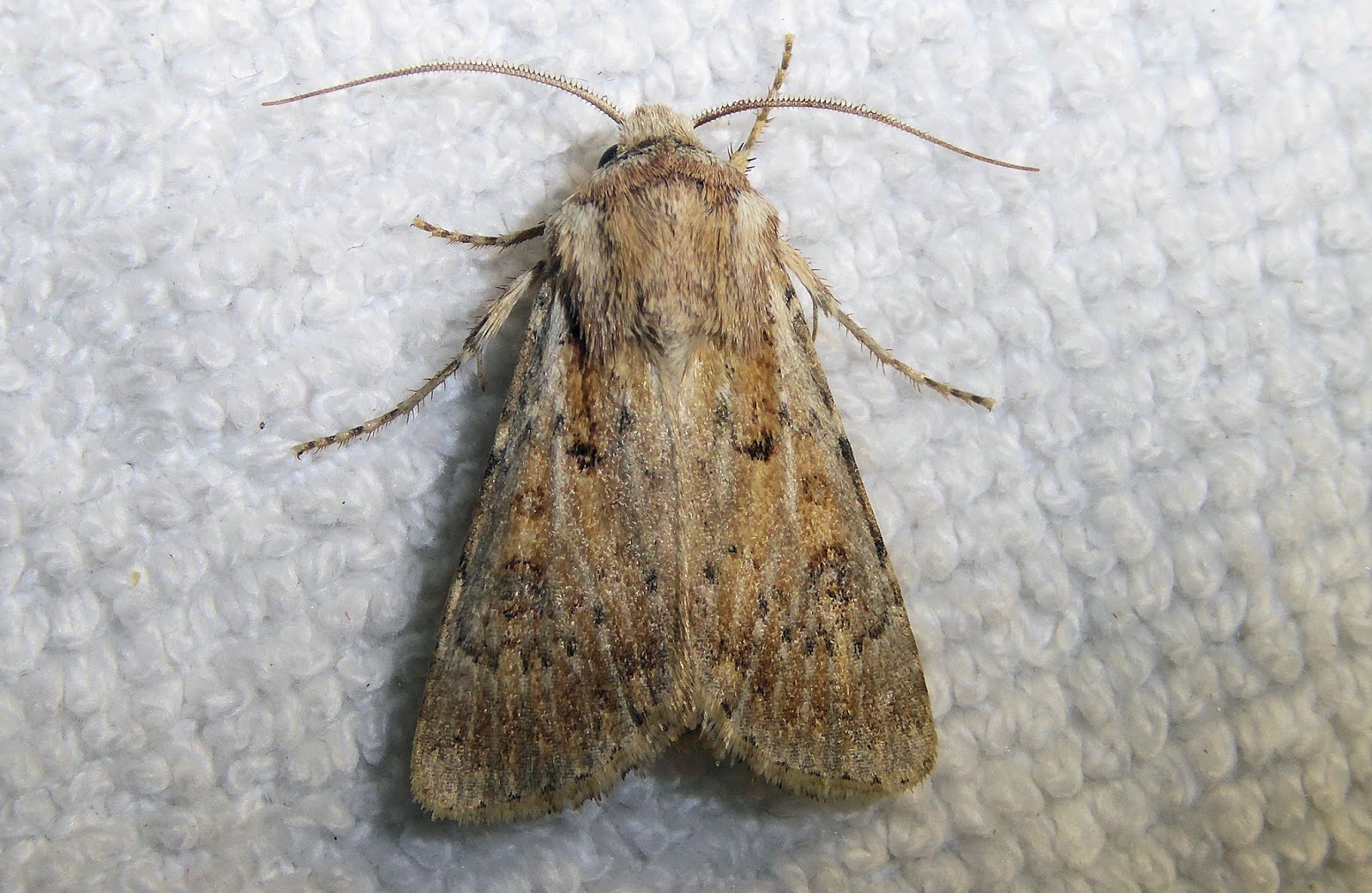 LEPIDOPTERA by Ed 1: Agrotis alexandriensis