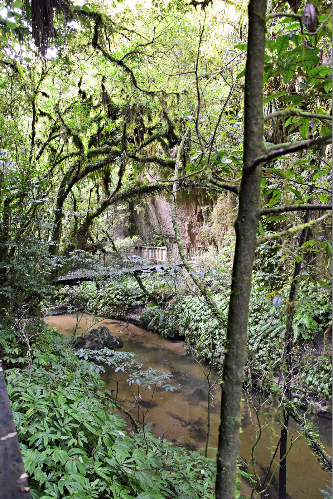 Love and Happiness: Mangapohue Natural Bridge, Waitomo area of the ...