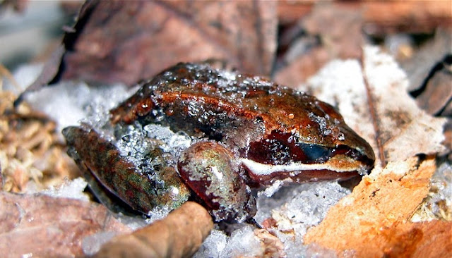 White Wolf : Arctic frogs come back to life after being frozen (Video)
