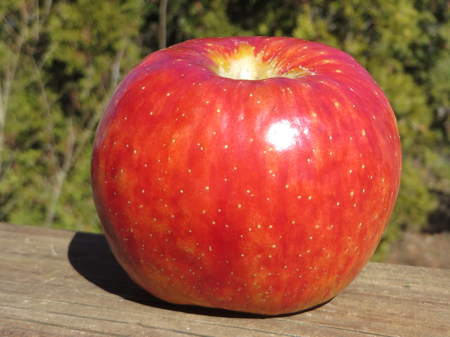 Pazazz * - Adam's Apples