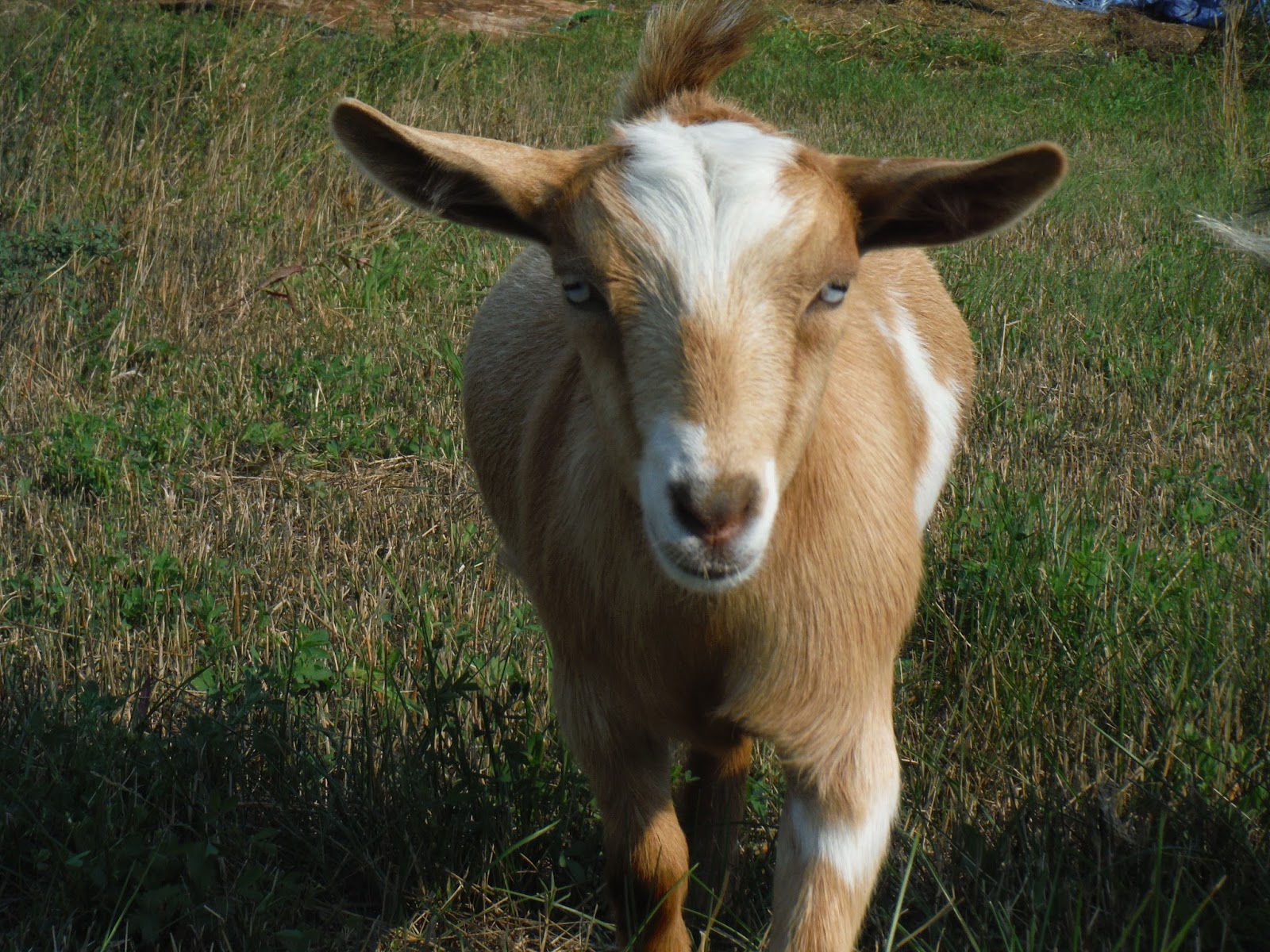Mini Yooper Goats
