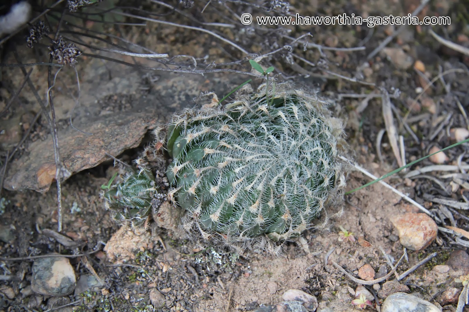 All you wanted to know about Haworthias, Gasterias and Astrolobas ...