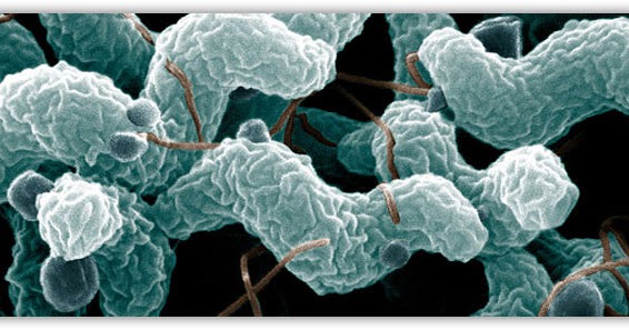 BIOSEGURIDAD Y BIOCUSTODIA: Control strategies against Campylobacter at ...